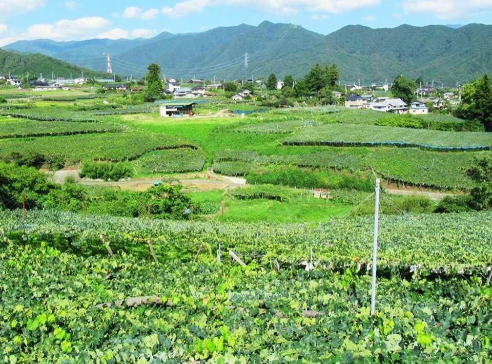 葡萄畑が織りなす風景日本遺産ポータルサイト